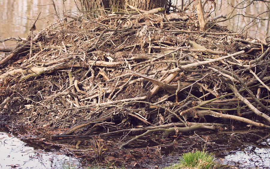 Biberbau – Frau Meike